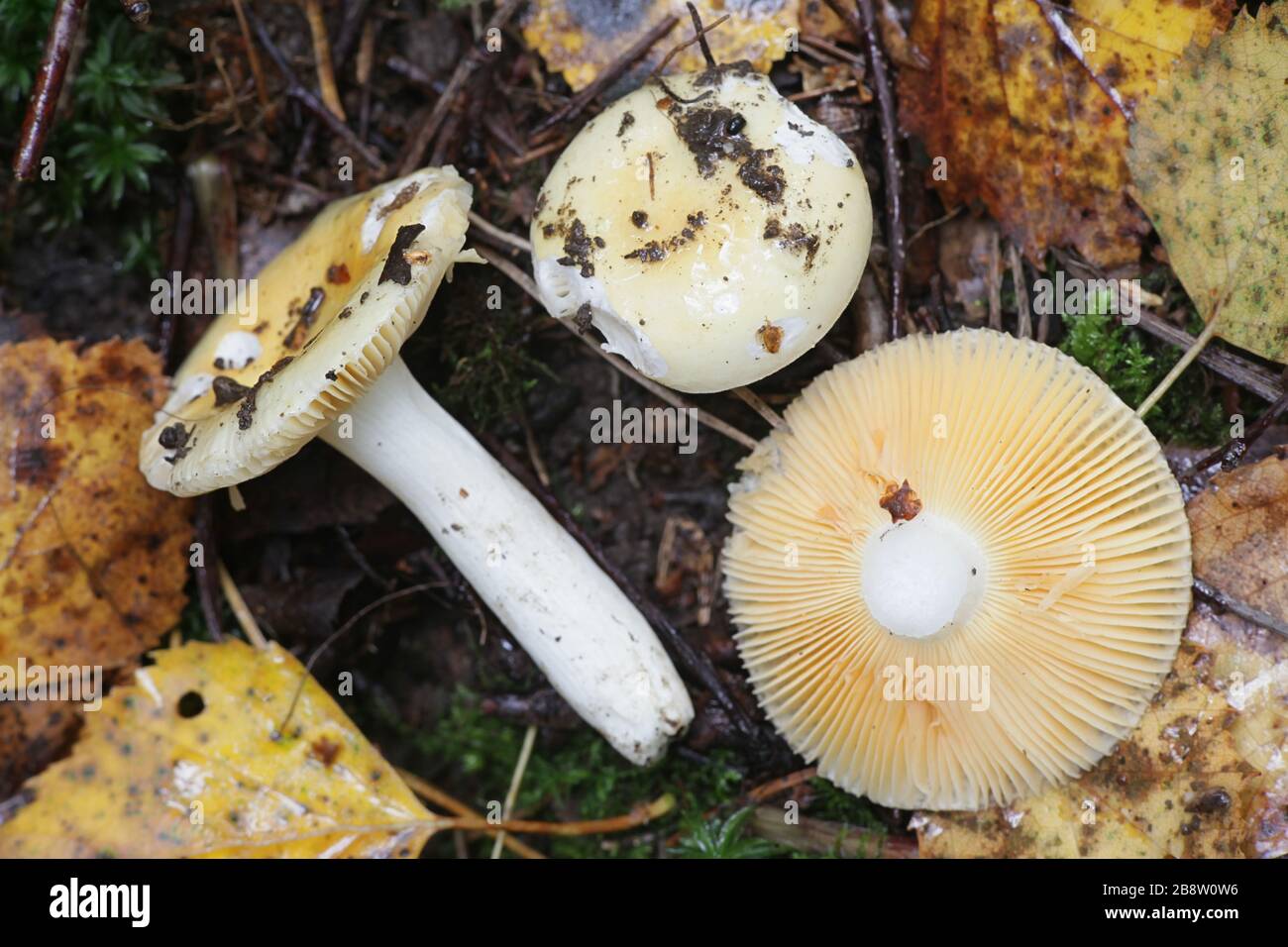 Russula lutea hi-res stock photography and images - Alamy