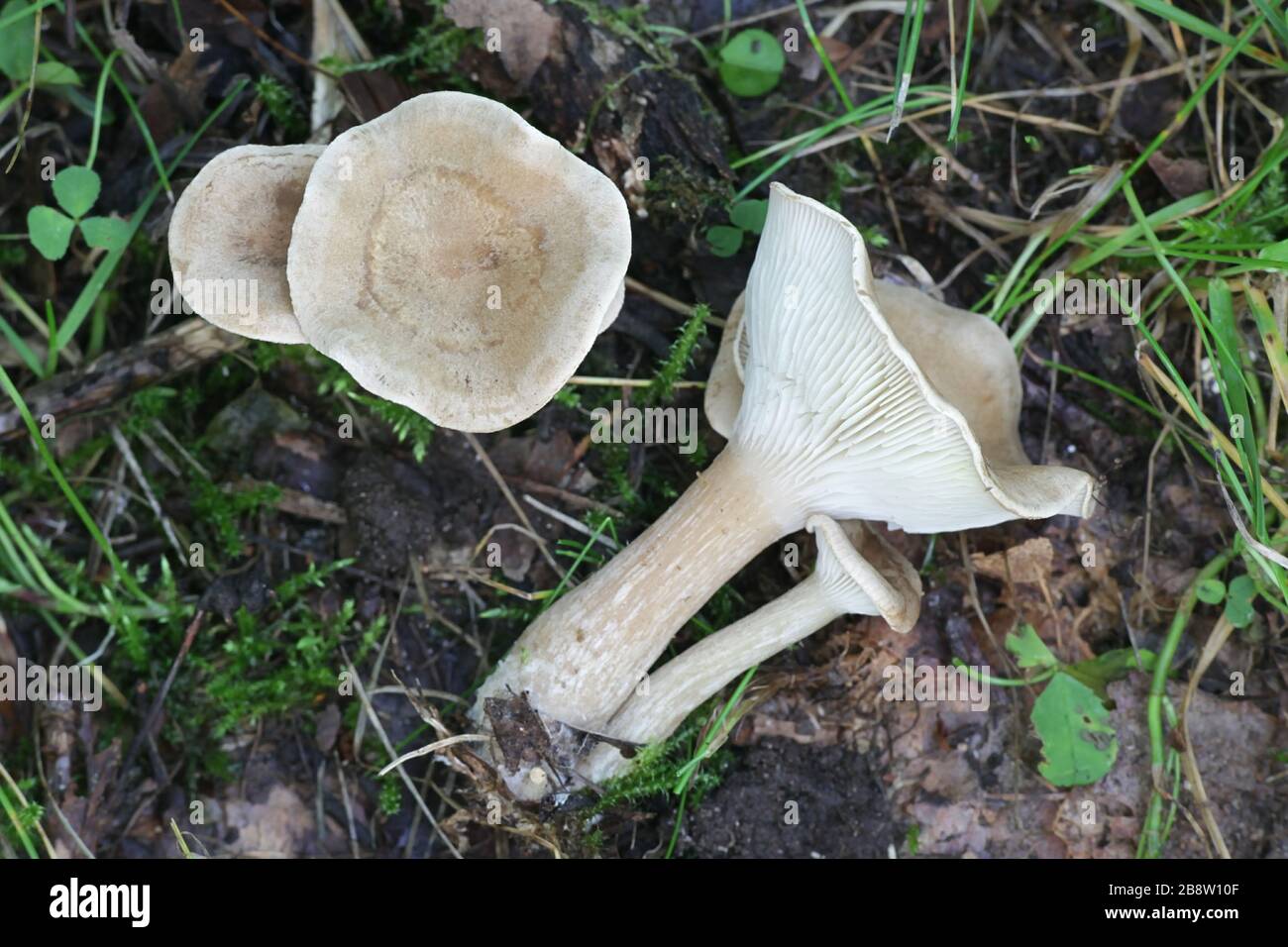 Ampulloclitocybe clavipes, known as the club-foot or club-footed ...
