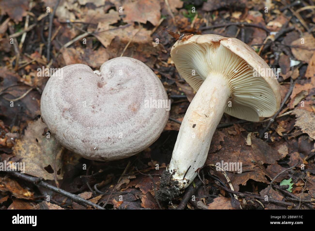 Stumpy milkcap hi-res stock photography and images - Alamy
