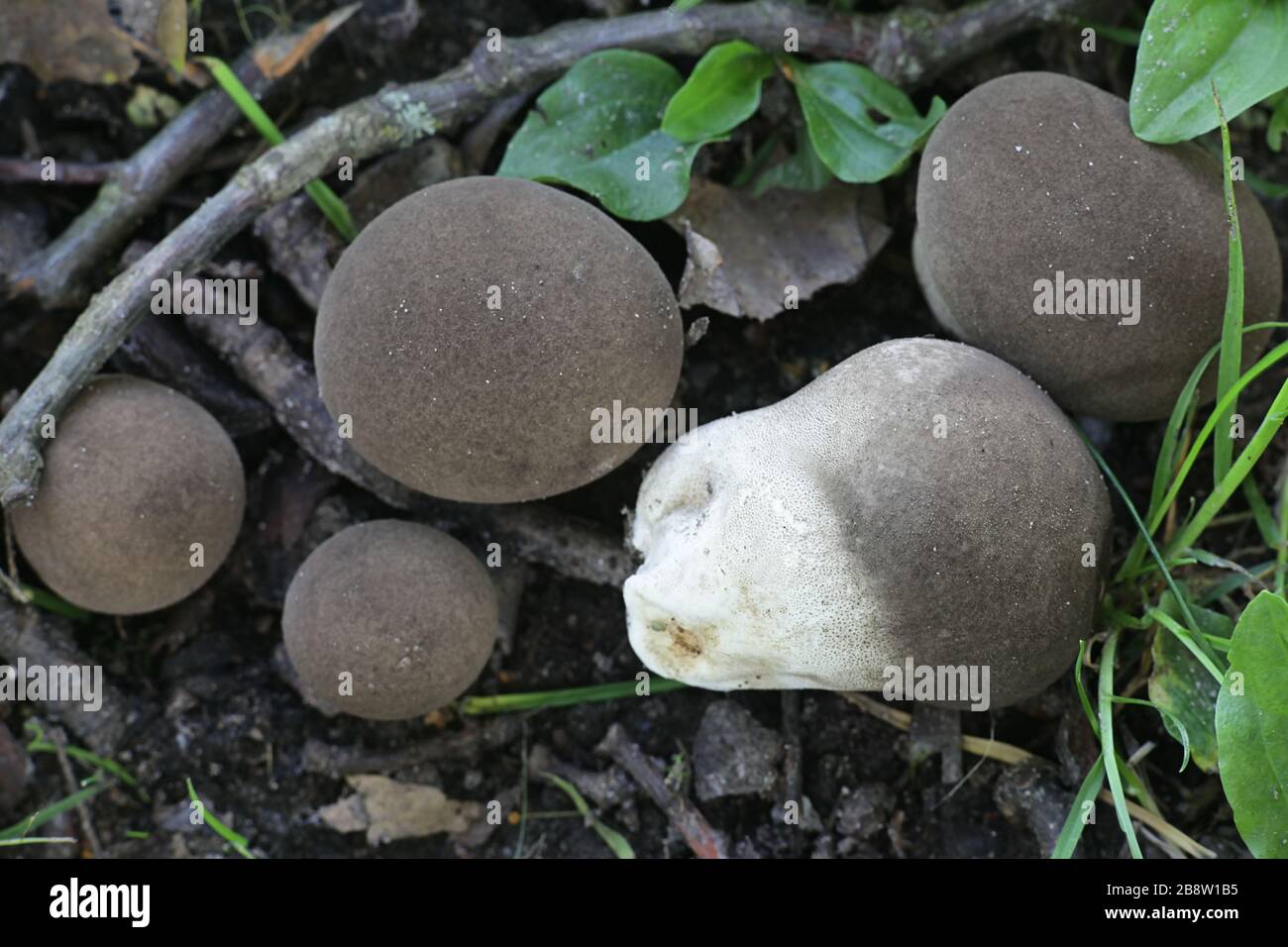 Lycoperdon molle hi-res stock photography and images - Alamy