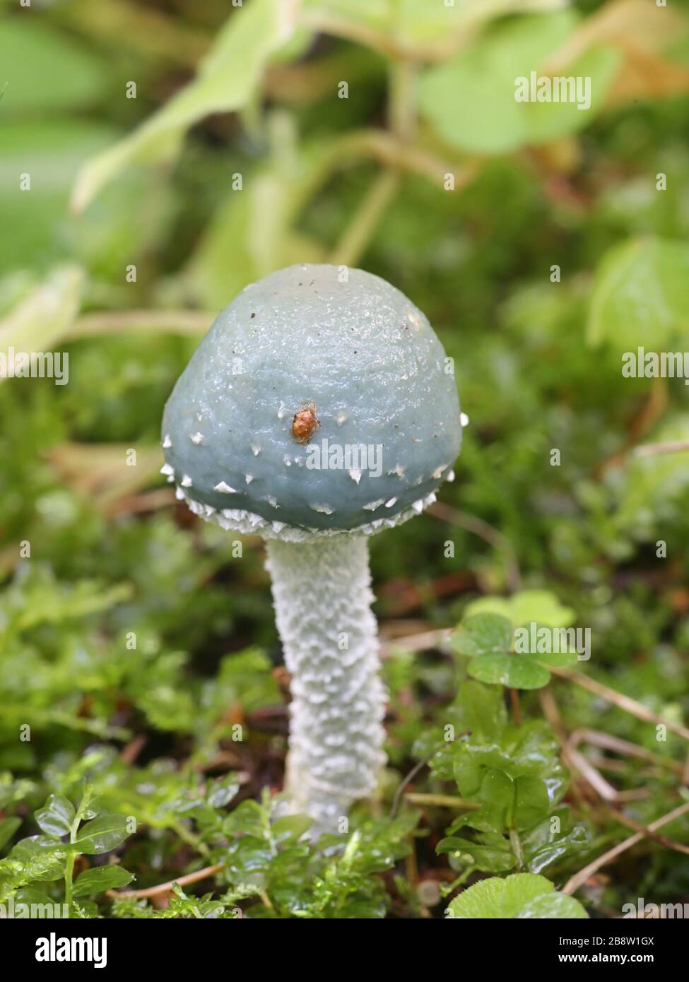 Foraging finland foraging for mushrooms hi-res stock photography and ...