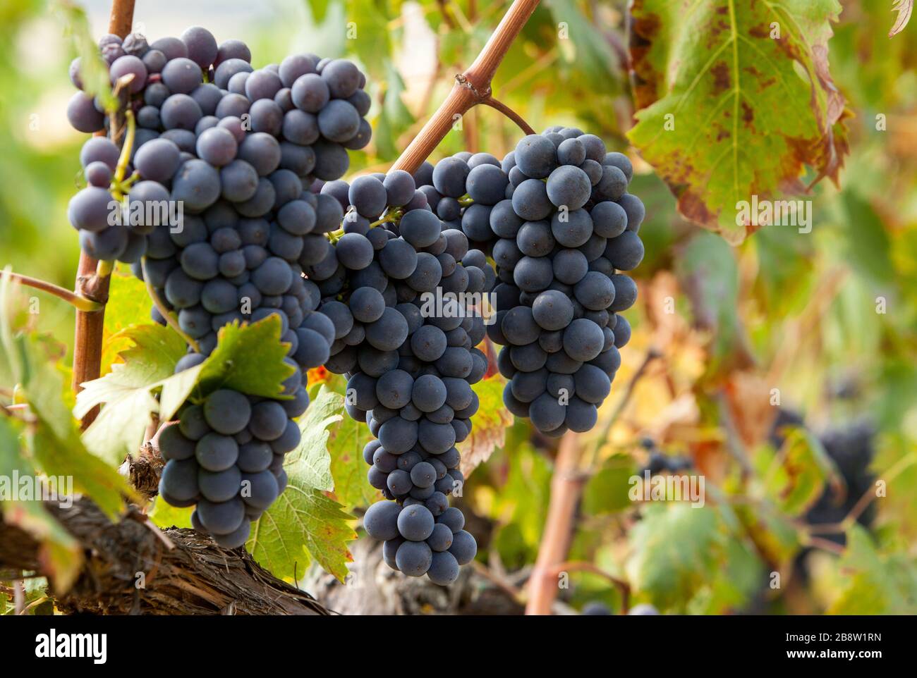 ripe red grape clusters on the vine Stock Photo - Alamy