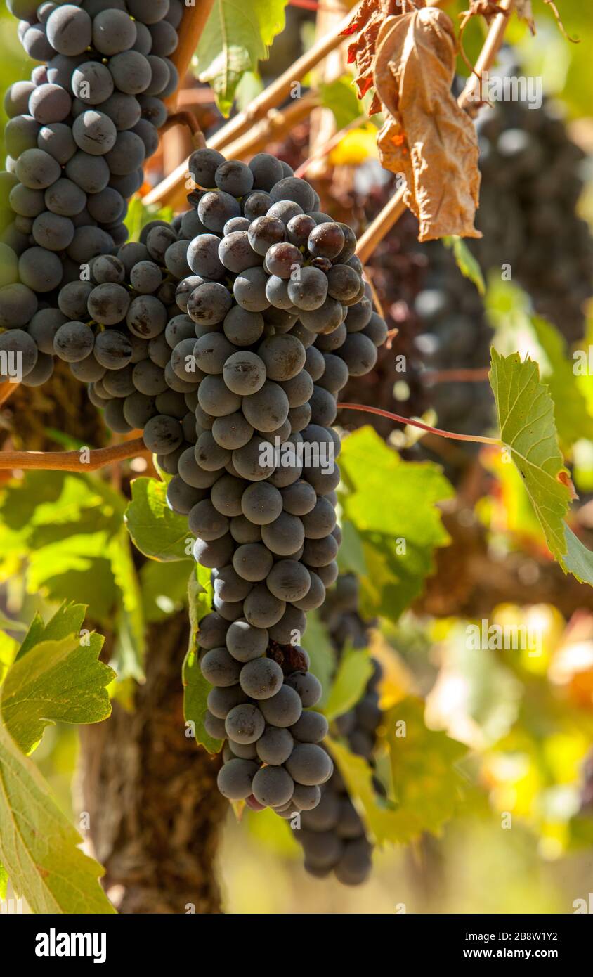 ripe red grape clusters on the vine Stock Photo - Alamy