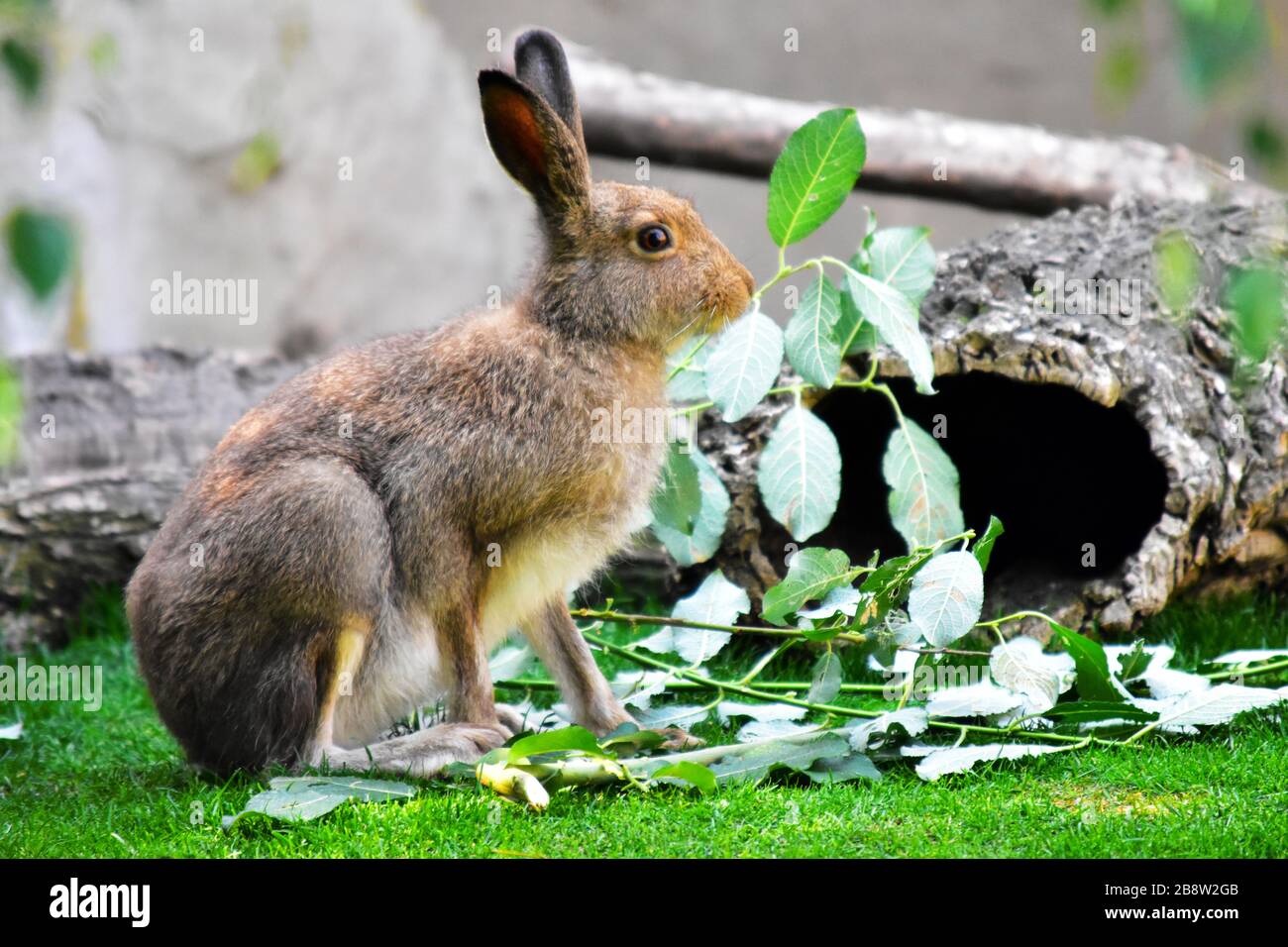 Mr rabbit hi-res stock photography and images - Alamy