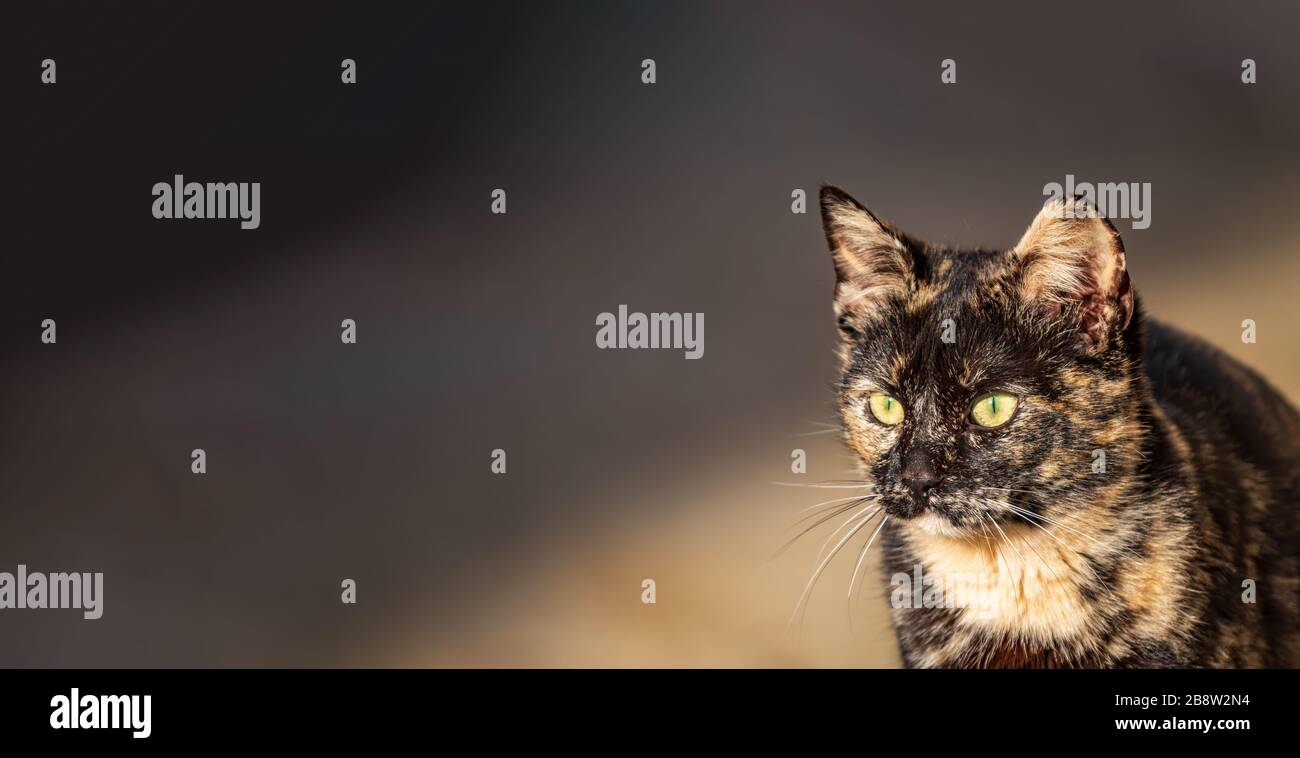 Carey cat head looking to the left Stock Photo - Alamy