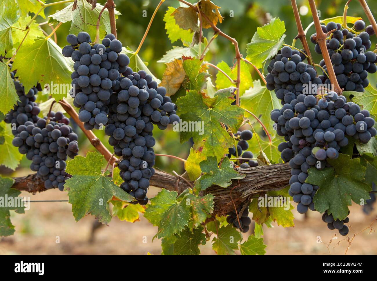 ripe red grape clusters on the vine Stock Photo - Alamy