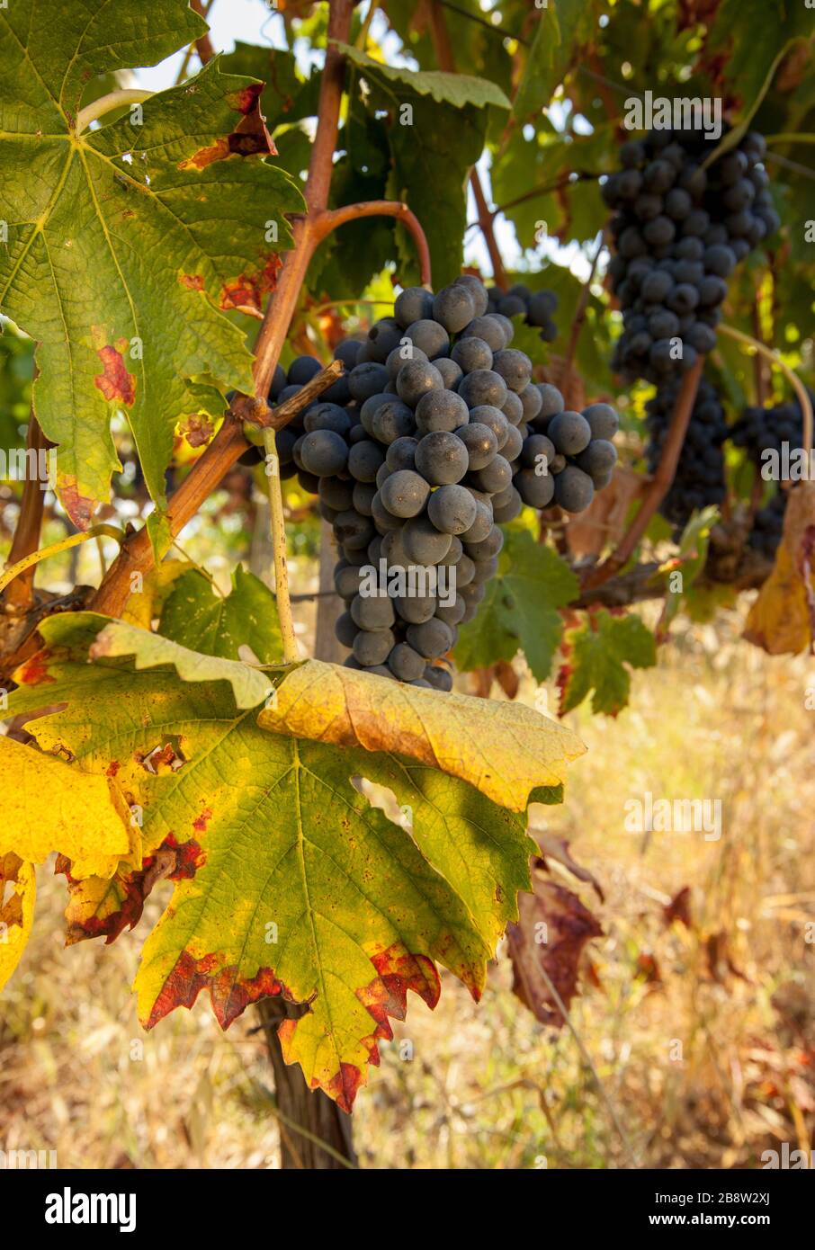 ripe red grape clusters on the vine Stock Photo - Alamy