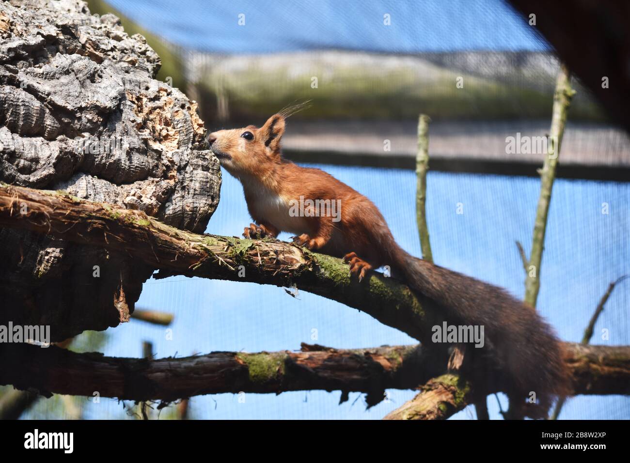 Sciurus vulgaris exalbidus hi-res stock photography and images - Alamy
