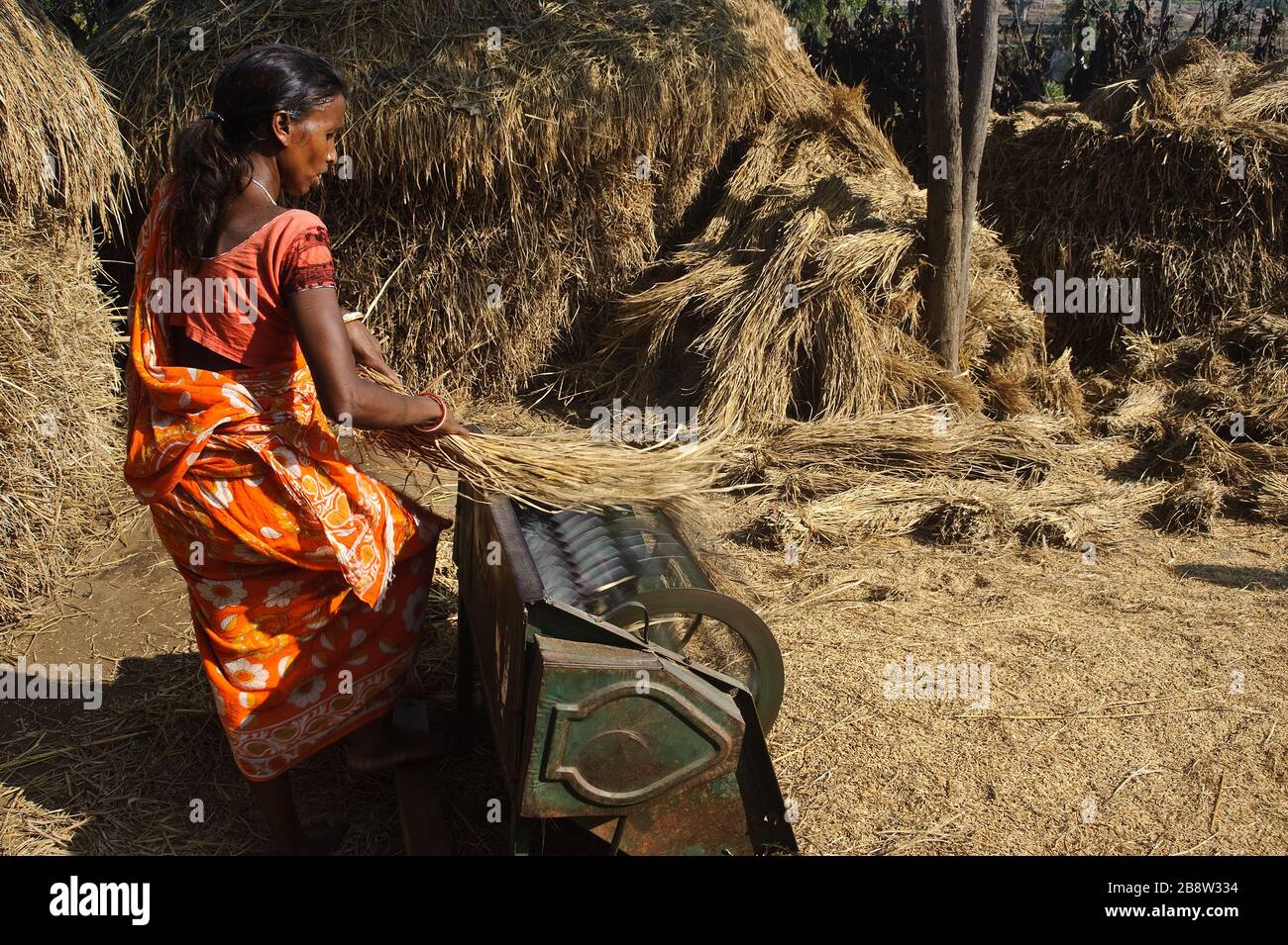Tribal woman using an old rice mill machine to collect grains of rice ...
