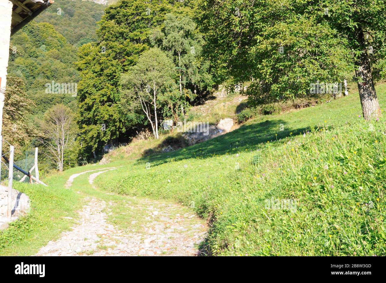 A green weadow with many tree in the wood and the path guide us into ...