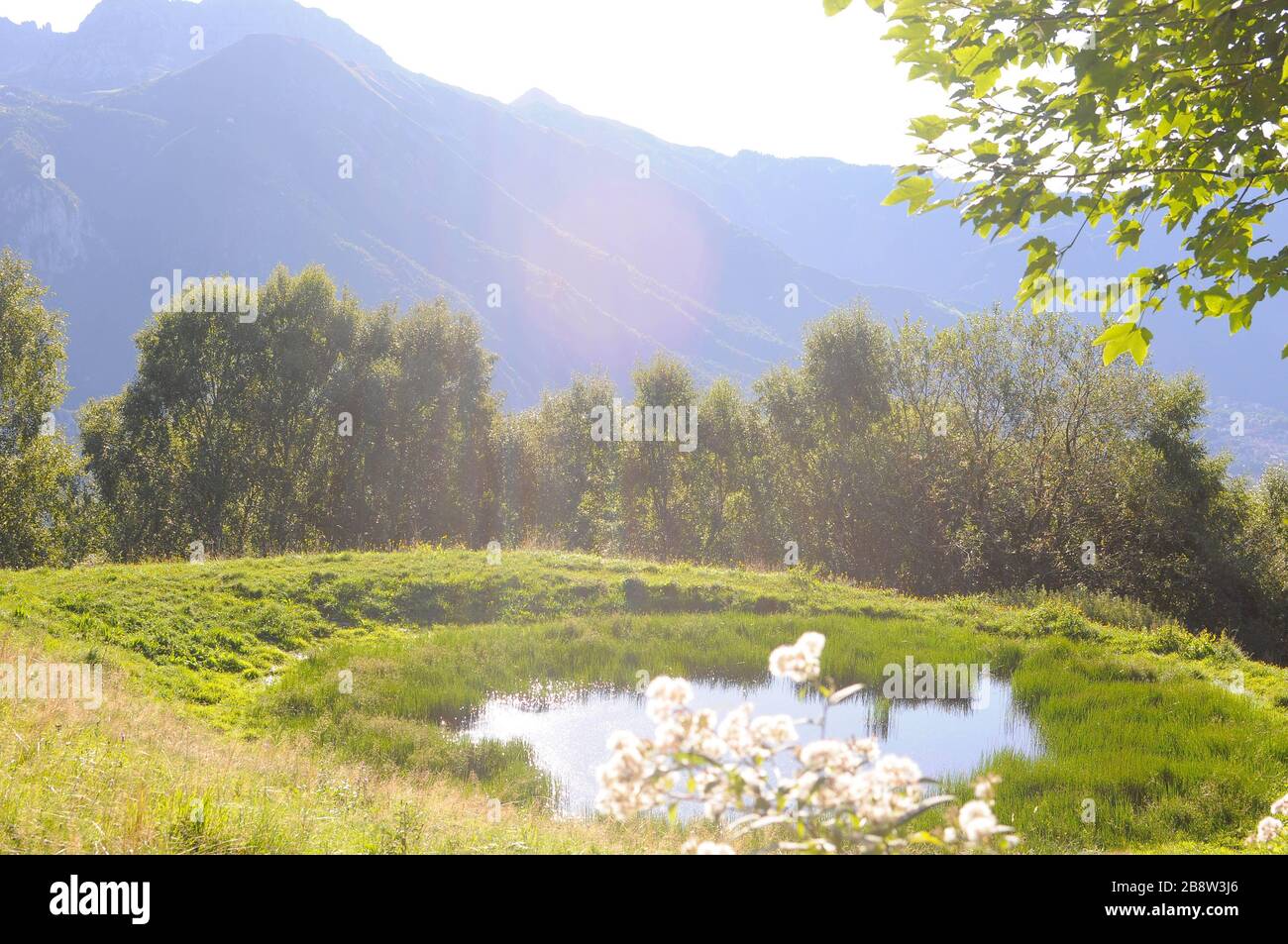 small pond in the middle of the park Stock Photo - Alamy