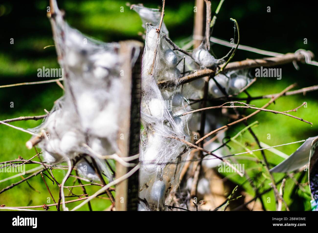 the silkworm that produces the famous and indispensable product of the ...