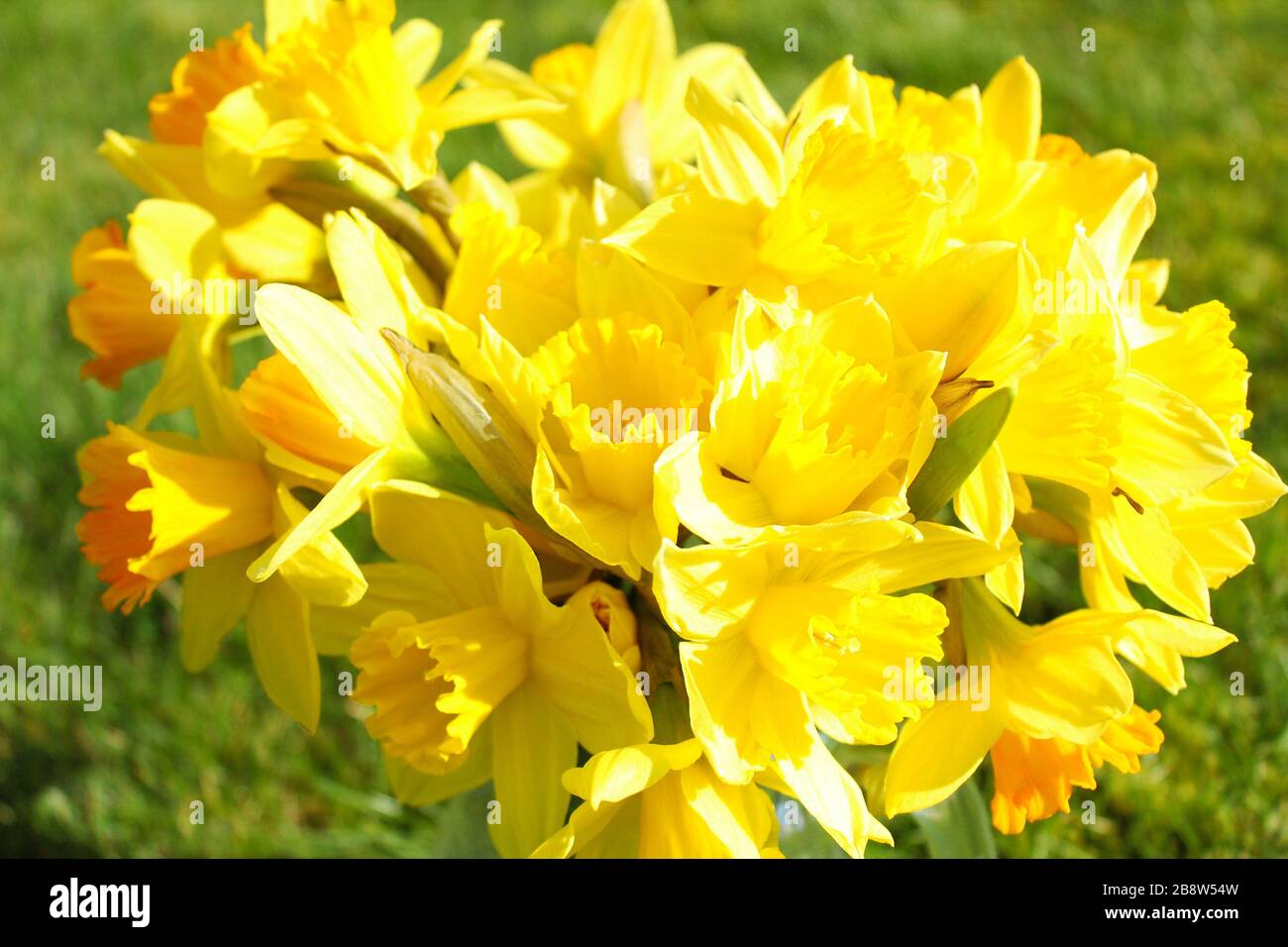Up close bunch of daffodils in a garden on a spring morning Stock Photo ...