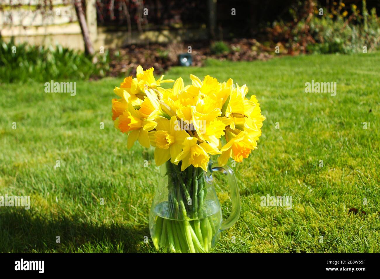 A jar of daffodils in a garden on a spring morning Stock Photo - Alamy