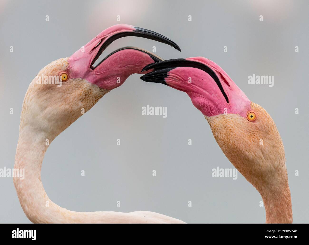 Flamingo fight , Camargue , France Stock Photo - Alamy