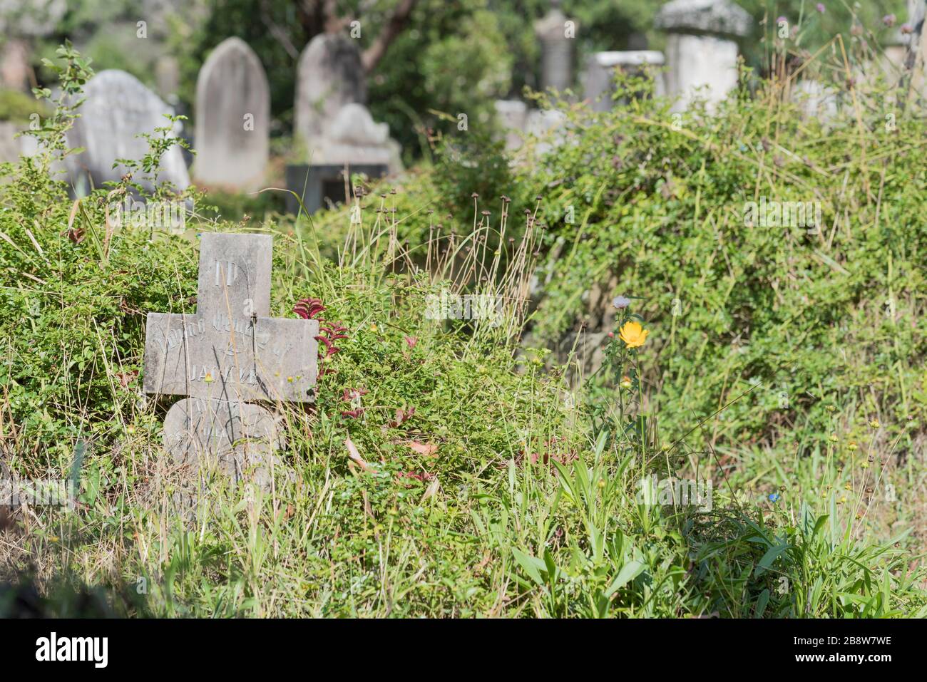 Neglected and overgrown grave sites at Gore Hill Memorial Cemetery in ...
