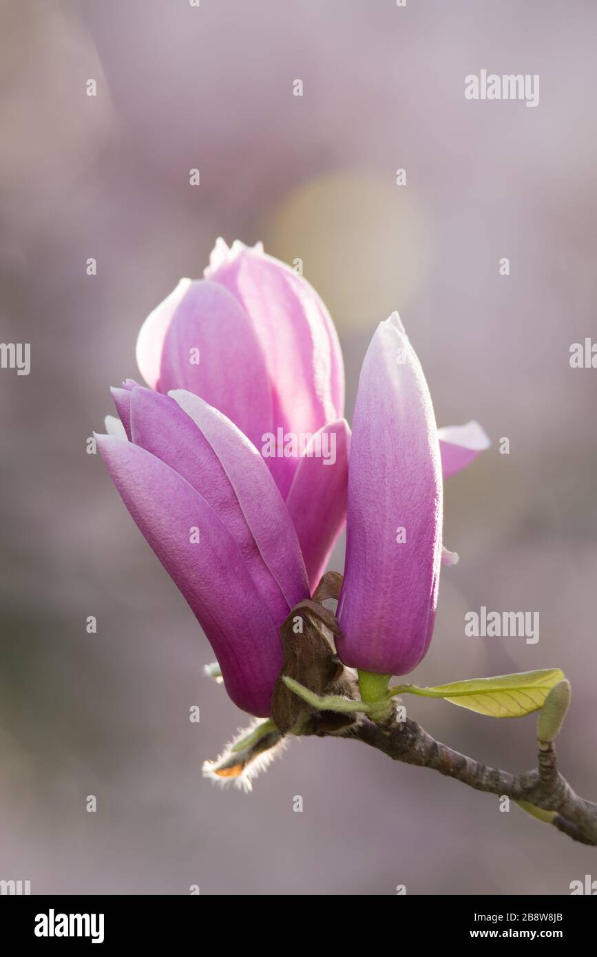 Beautiful blooming pink magnolia hi-res stock photography and images ...