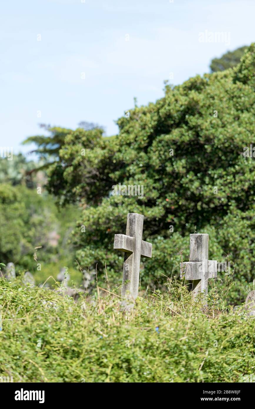 Neglected and overgrown grave sites at Gore Hill Memorial Cemetery in ...