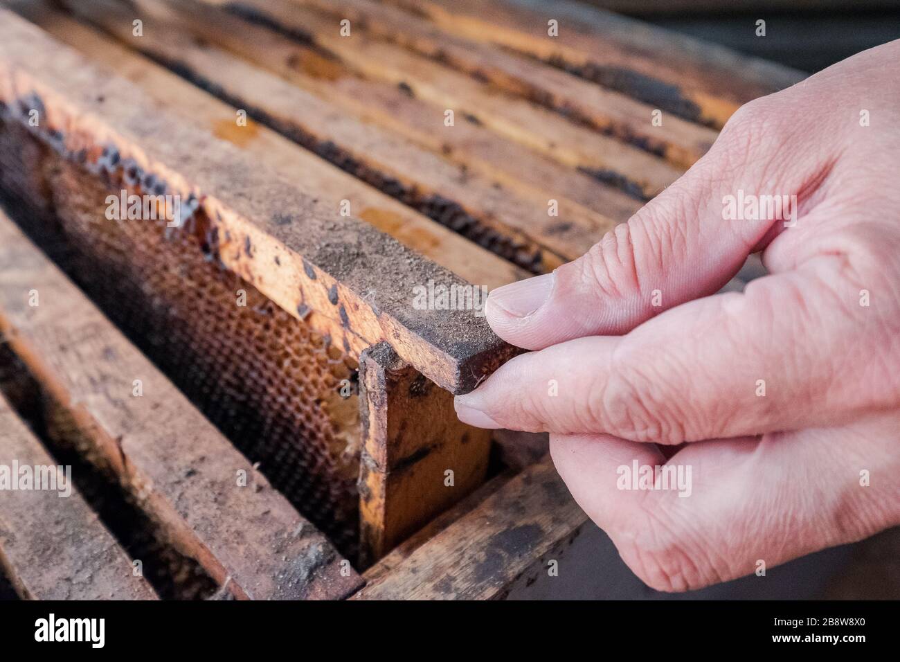 Old dirty frame from the beehive. Hands show and take out honeycombs ...