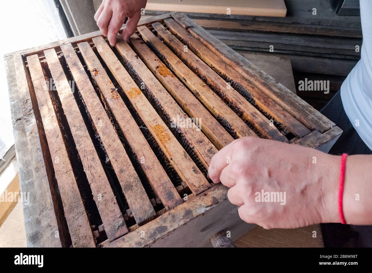 Old dirty frame from the beehive. Hands show and take out honeycombs ...