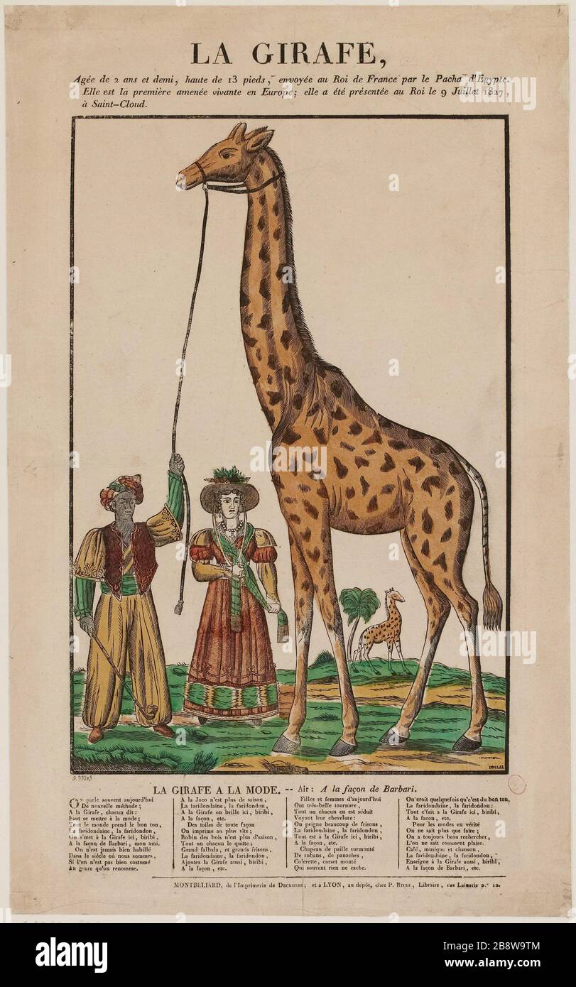 Giraffe anatomy hi-res stock photography and images - Alamy