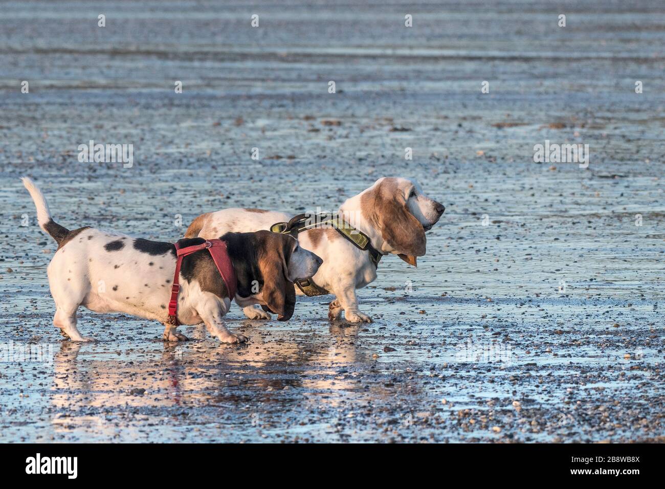 Basset Hounds walking on Fistral Beach in Newquay in Cornwall Stock ...