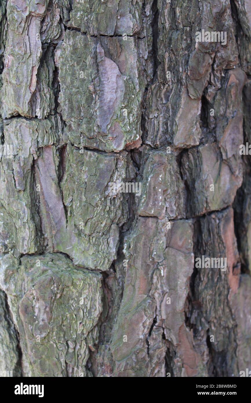 Old Wood Tree Texture Background Pattern Stock Photo - Alamy