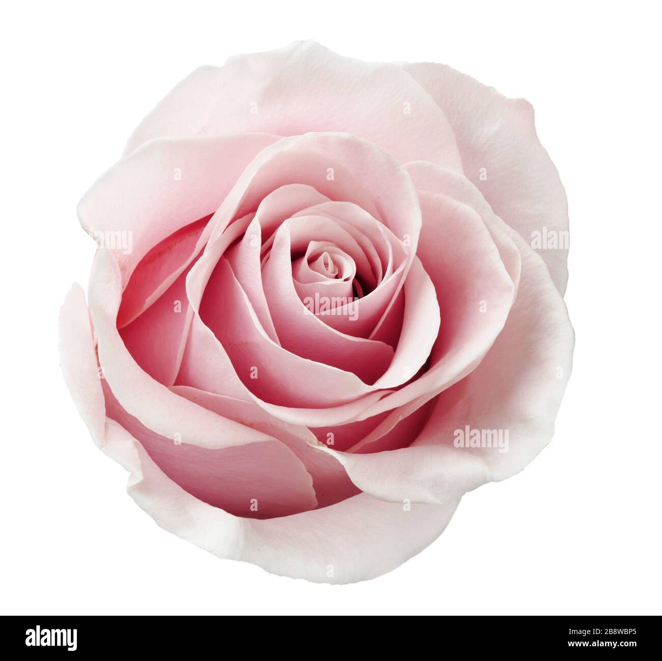 Beautiful rose flower isolated on white background Stock Photo - Alamy