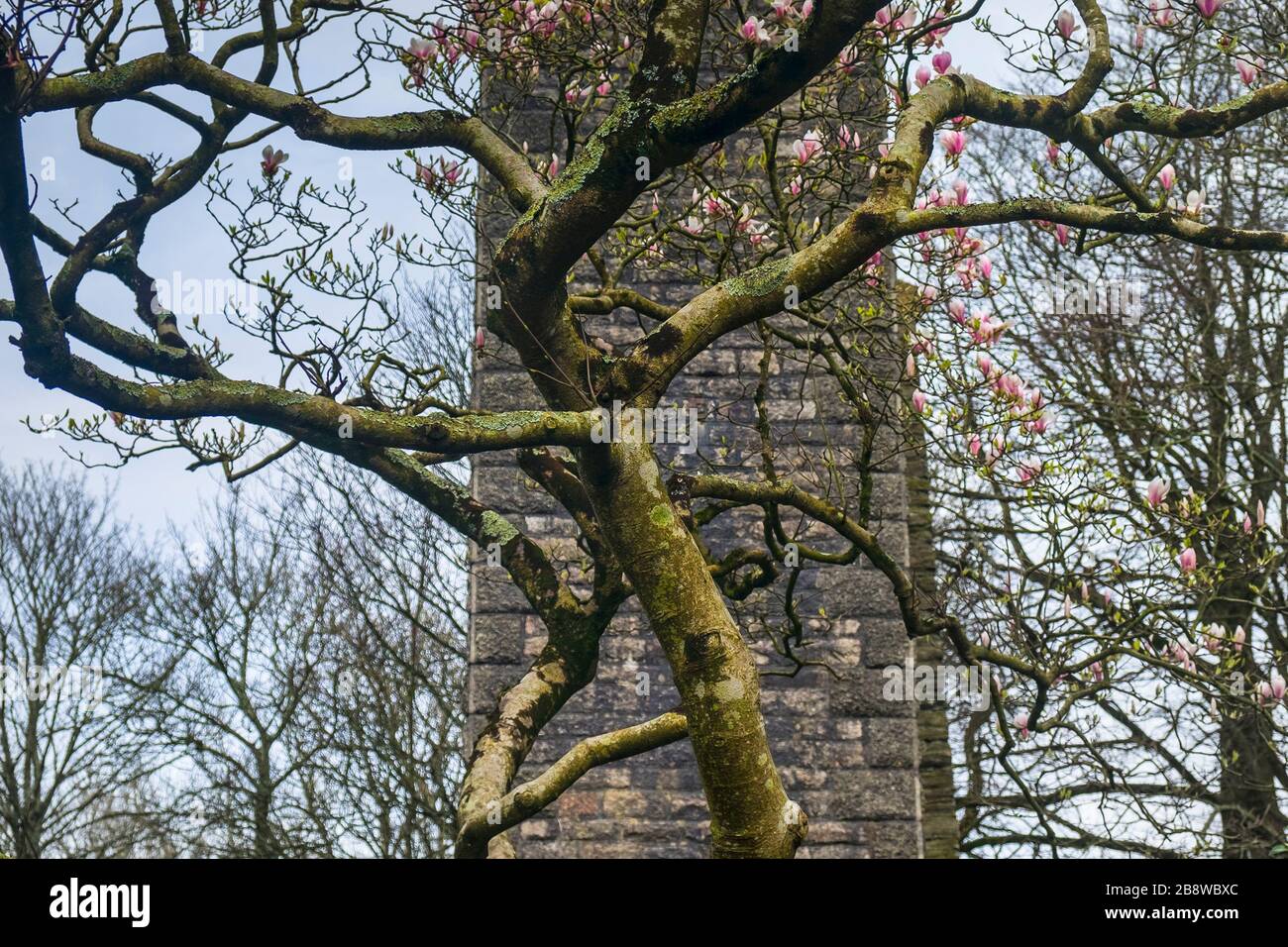 The twisted gnarled branches of a Magnolia soulangeana in full bloom ...