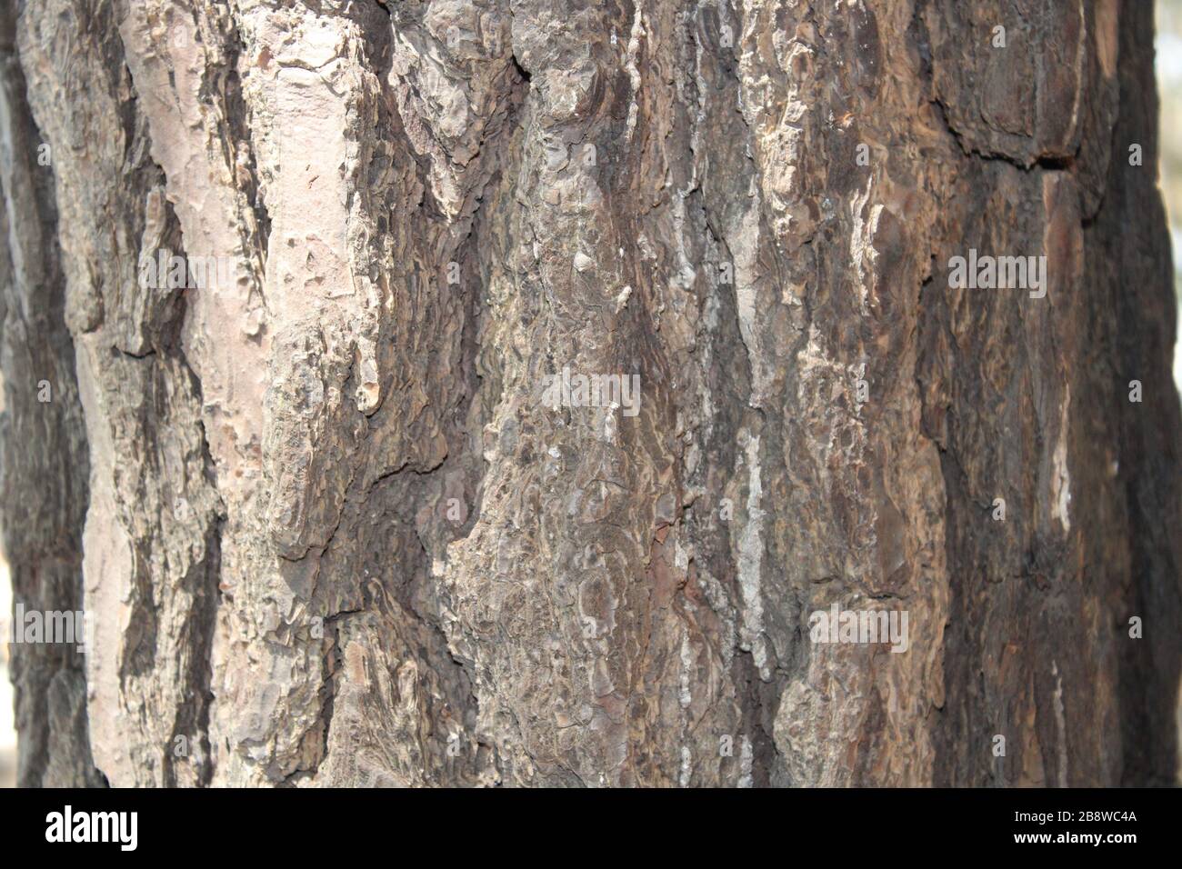 Old wood tree texture hi-res stock photography and images - Alamy