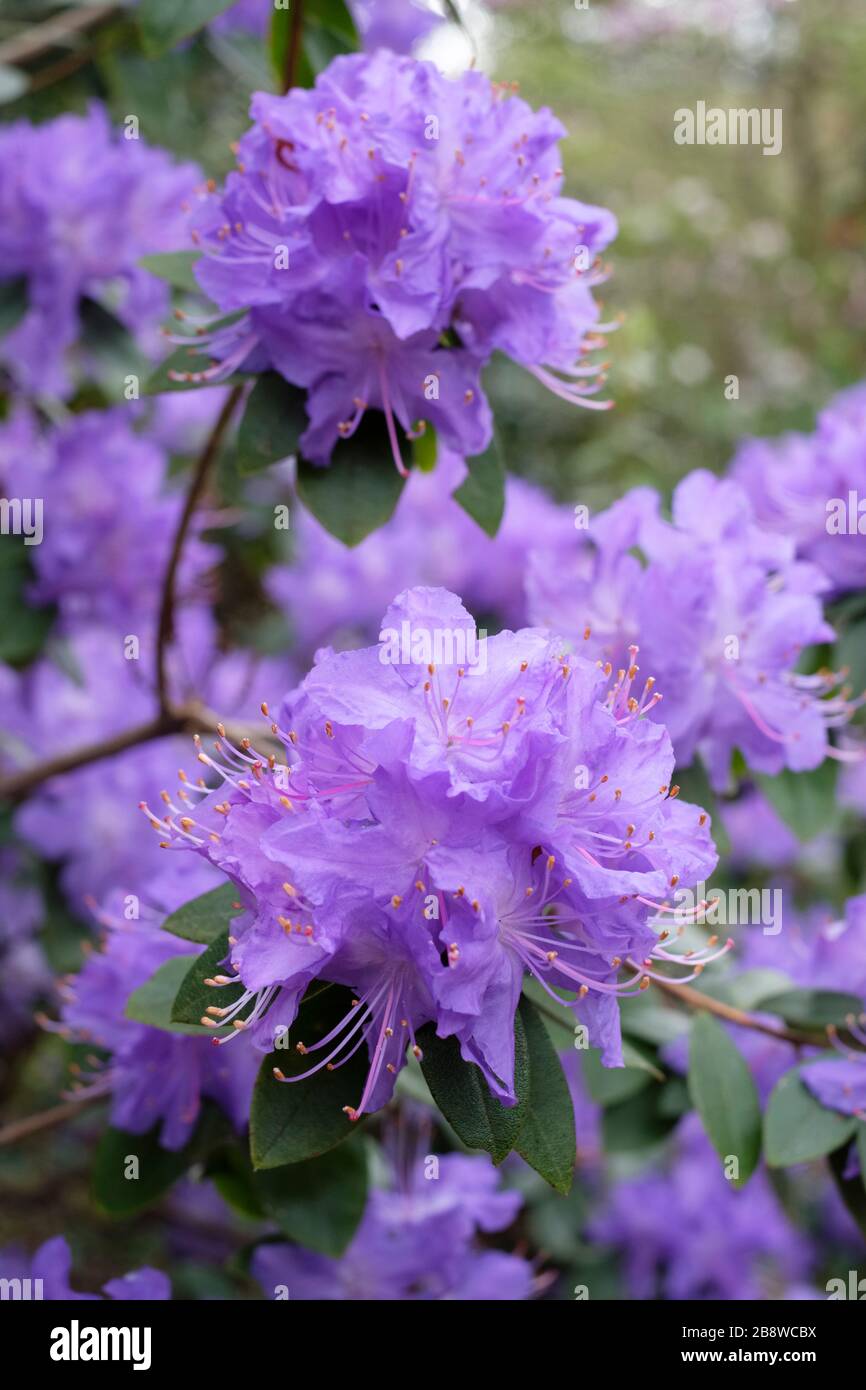 Mauve-Blue flowers of Rhododendron Augustinii 'Electra' AGM Stock Photo ...