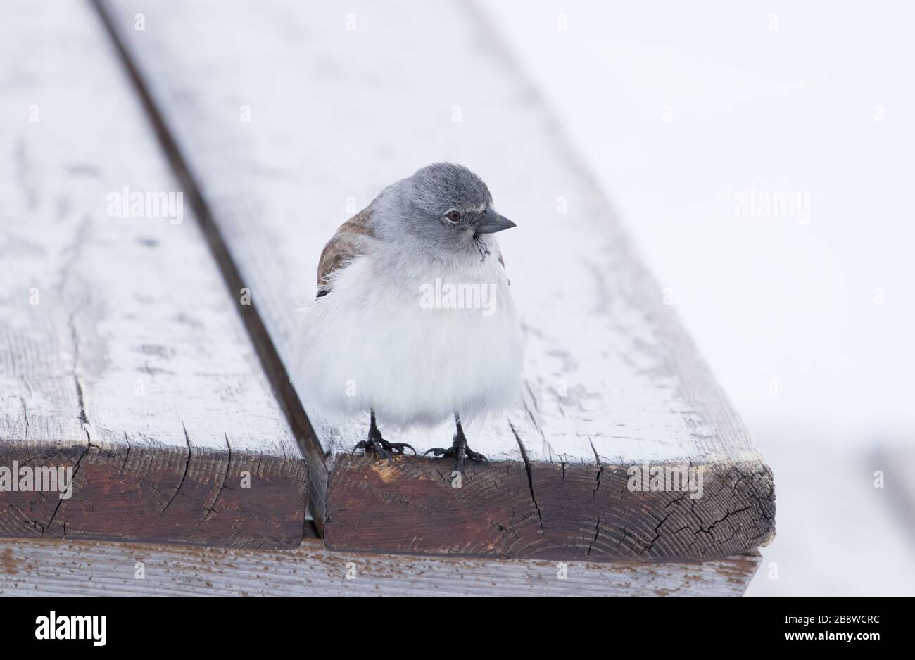 Snow finch, French Alps Stock Photo - Alamy