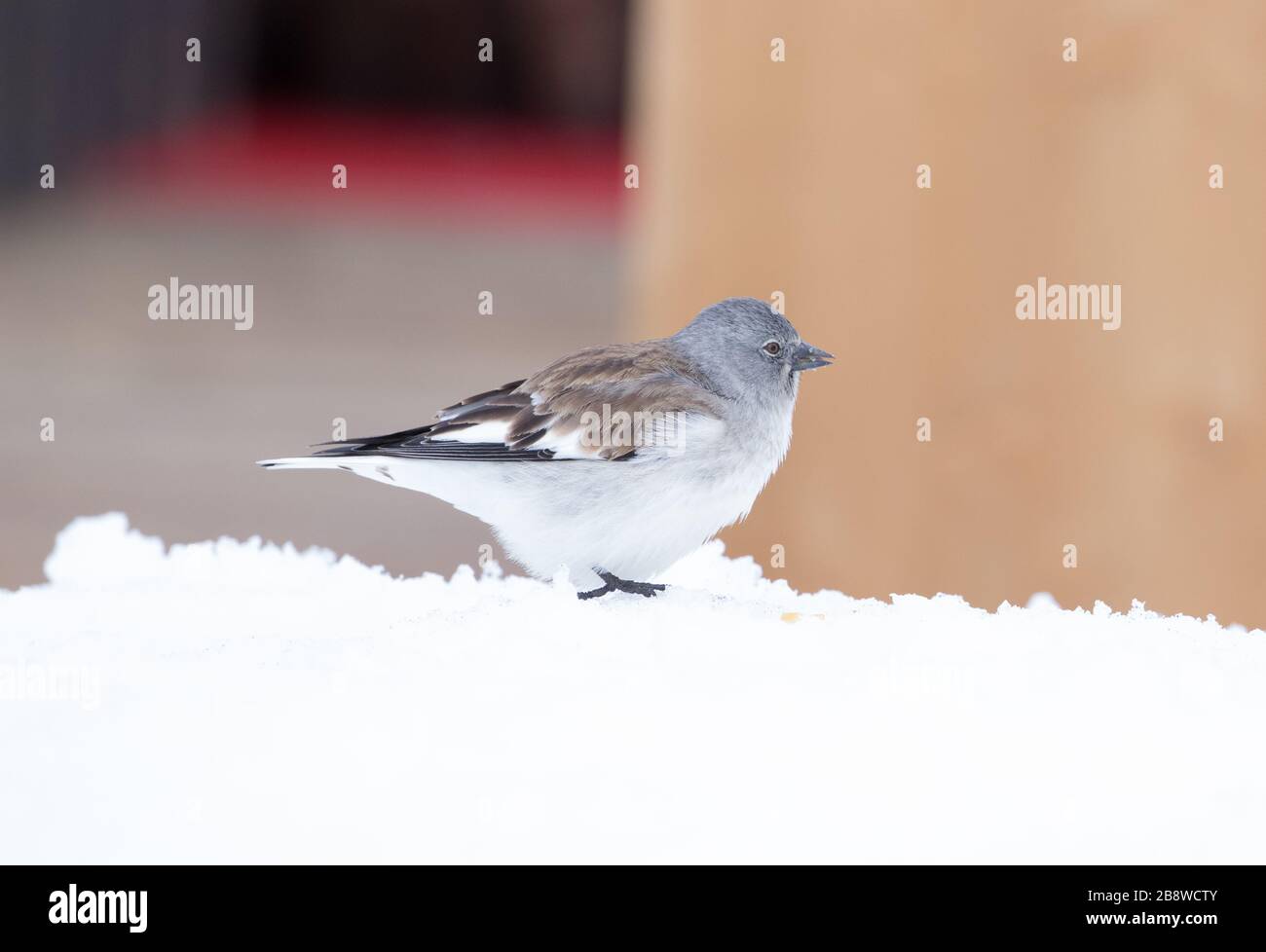 Snow finch, French Alps Stock Photo - Alamy