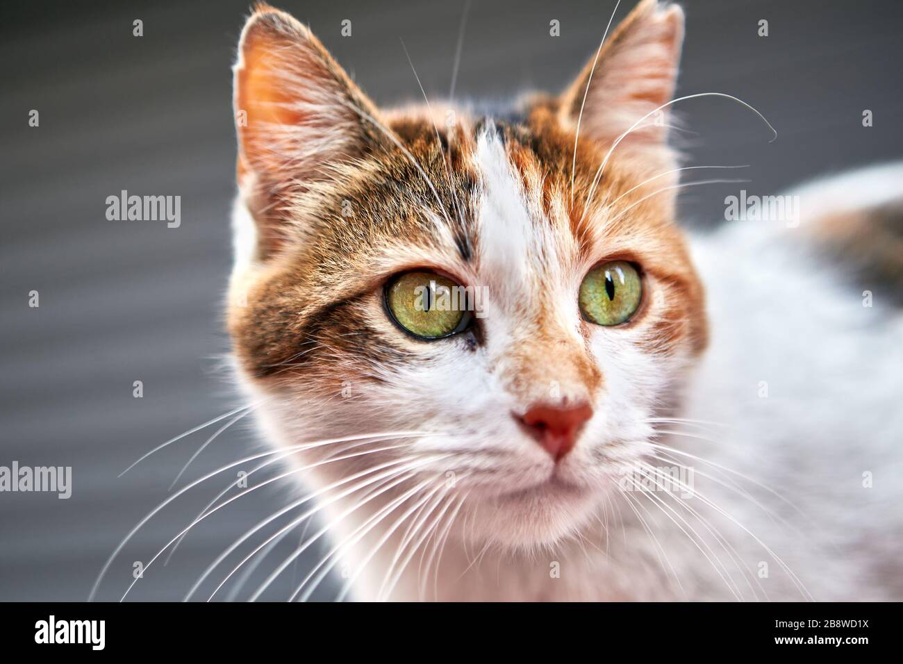 Close-up portrait of a stray street cat with a pretty face and green ...