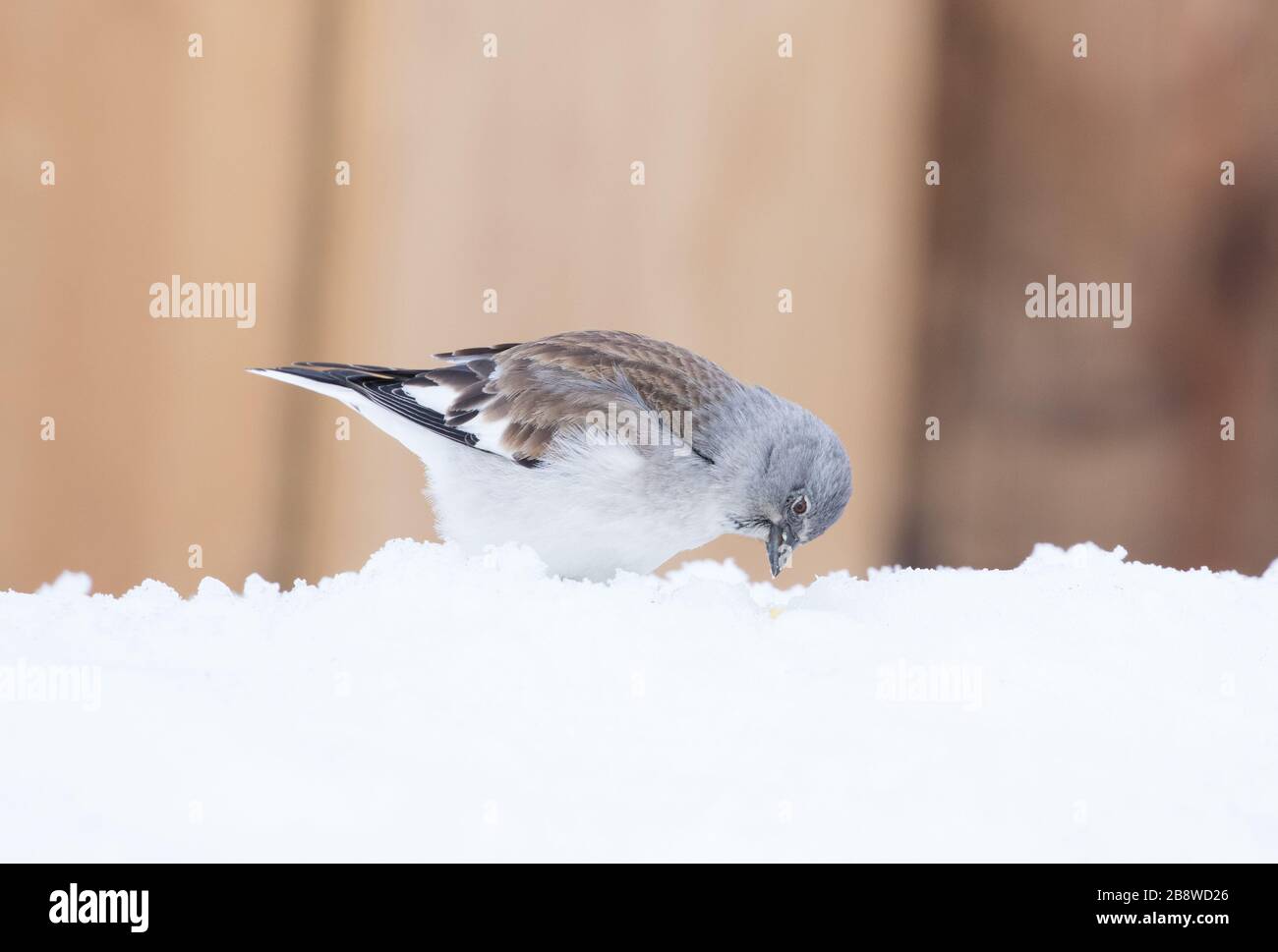 Snow finch, French Alps Stock Photo - Alamy