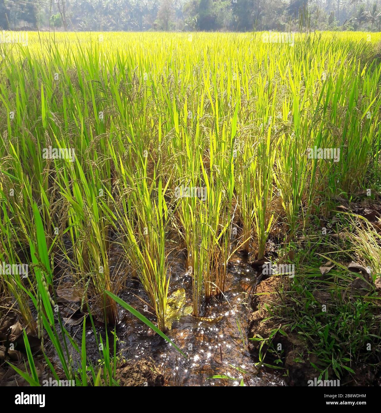 Rice field in sunlight in Goa in India Stock Photo - Alamy