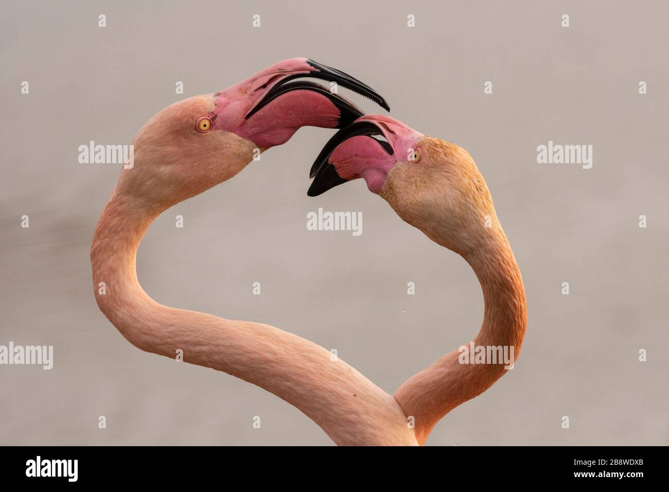 Flamingo fight , Camargue , France Stock Photo - Alamy