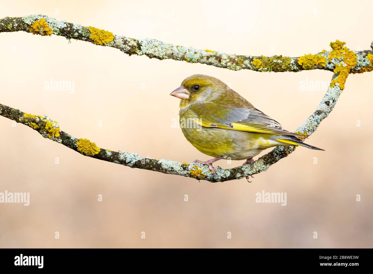 European European Goldfinch, Chloris chloris, perched between two ...
