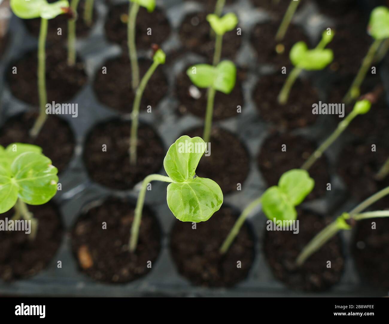 growing seedlings for the garden in spring Stock Photo - Alamy