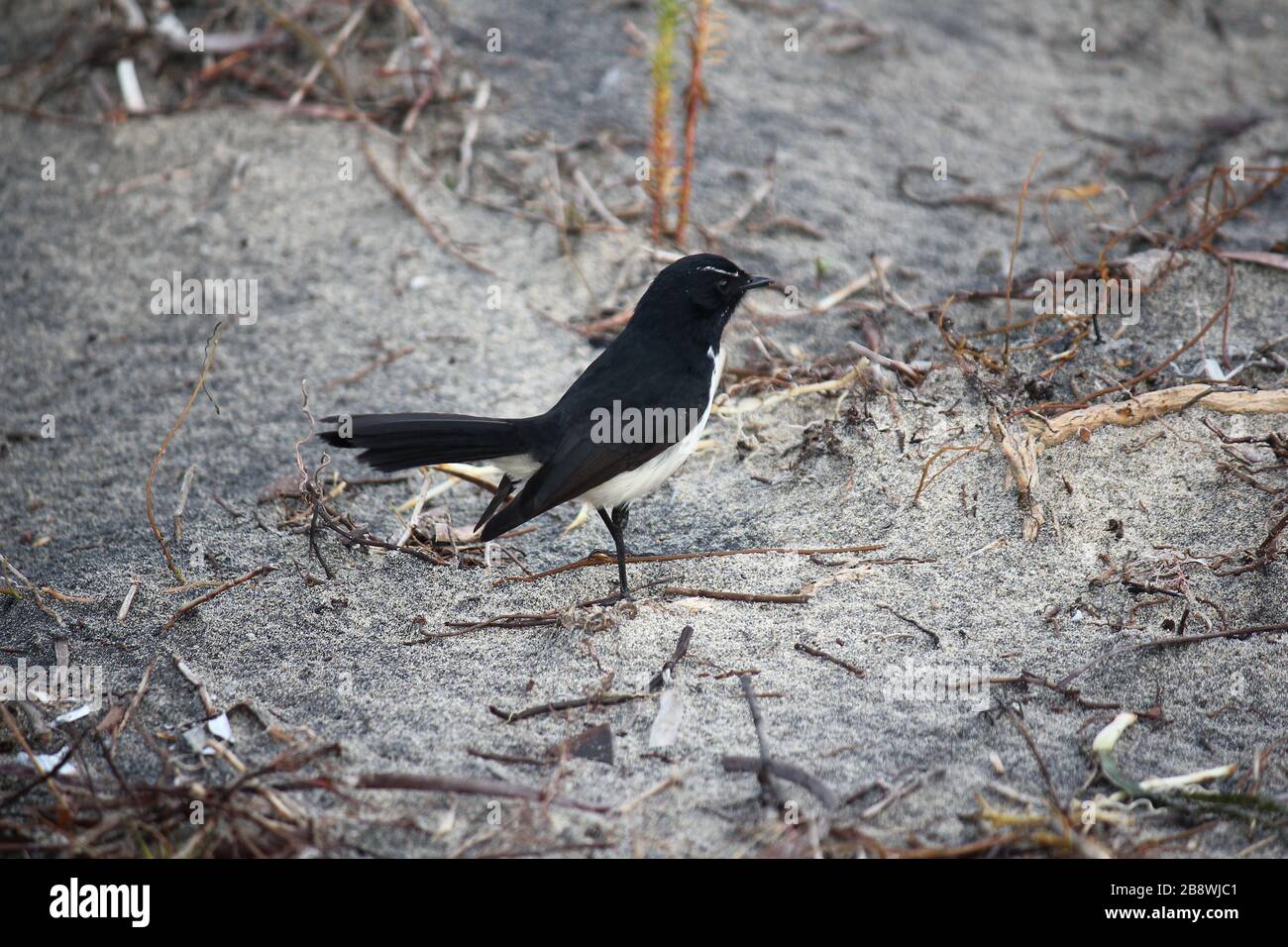 Willie wagtail fantail australia rhipidura leucophrys hi-res stock ...