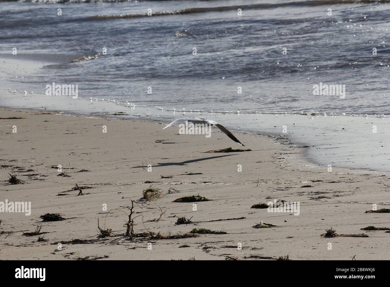 Indian ocean seagull flying hi-res stock photography and images - Alamy