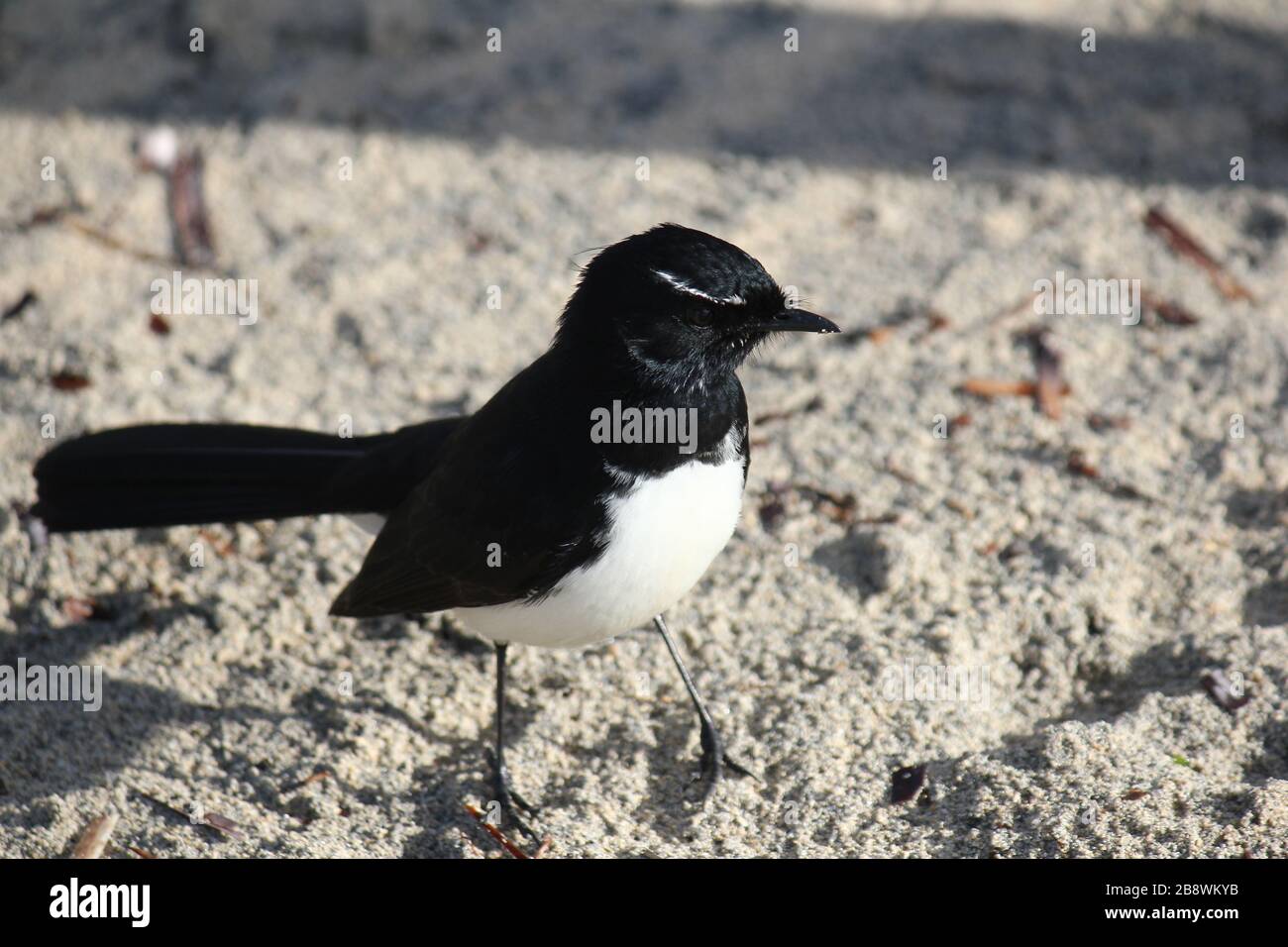 Willie wagtail fantail australia rhipidura leucophrys hi-res stock ...