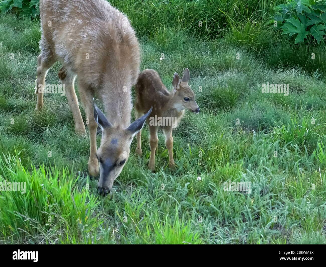 Blacktail Deer Olympic Peninsula High Resolution Stock Photography and ...