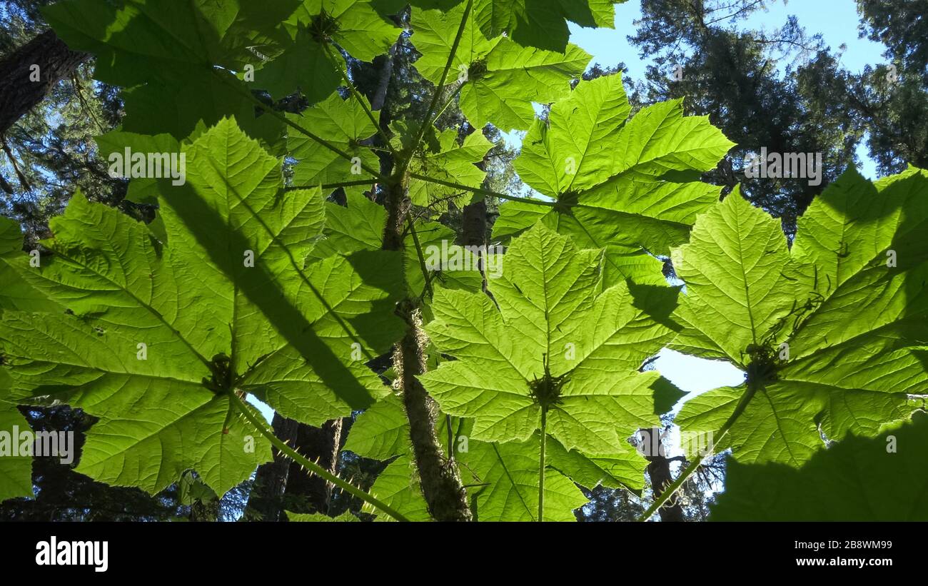 devils club plant back lit by the afternoon sun at marymere falls Stock ...
