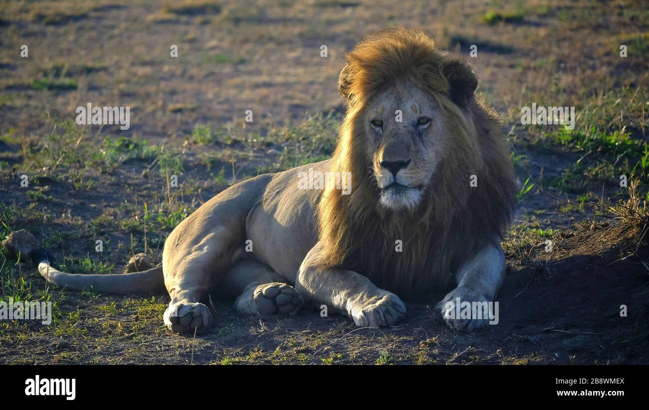 a male lion, back lit by morning sun, looking left at serengeti ...