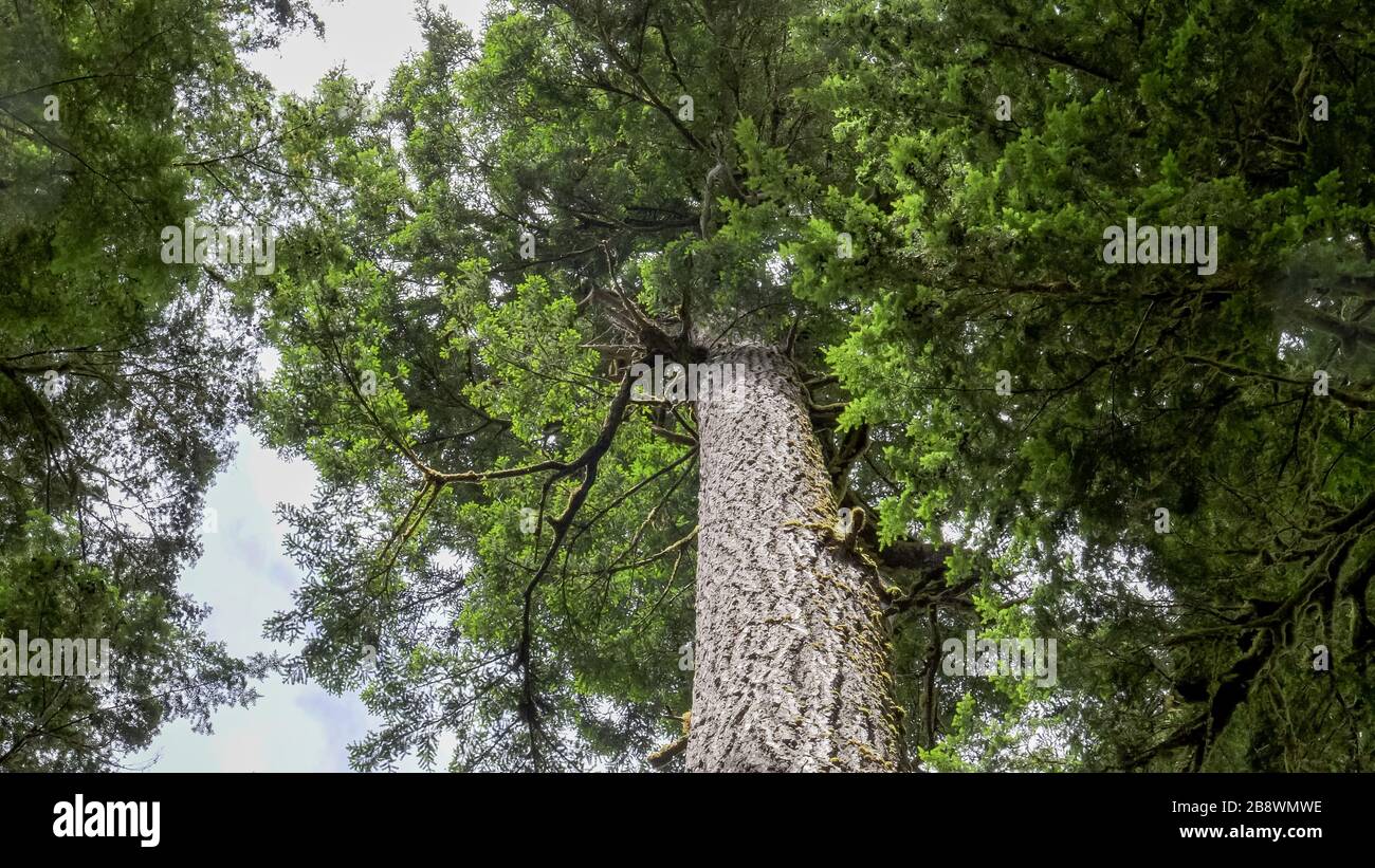 Spruce tree trunk washington hi-res stock photography and images - Alamy