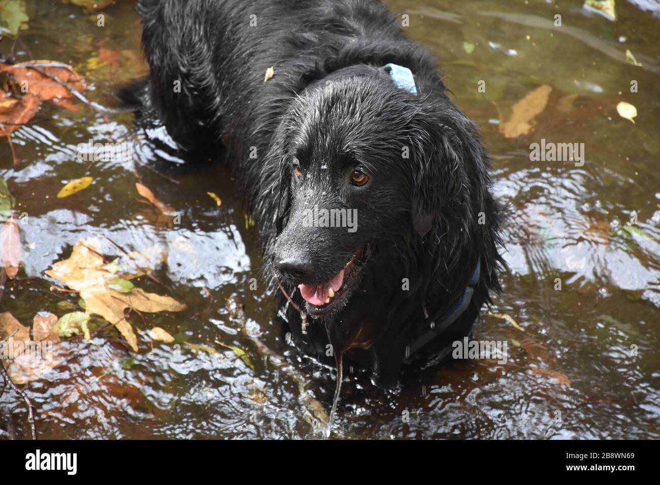Cute flat-coated retriever dog in shallow water with leaves Stock Photo ...