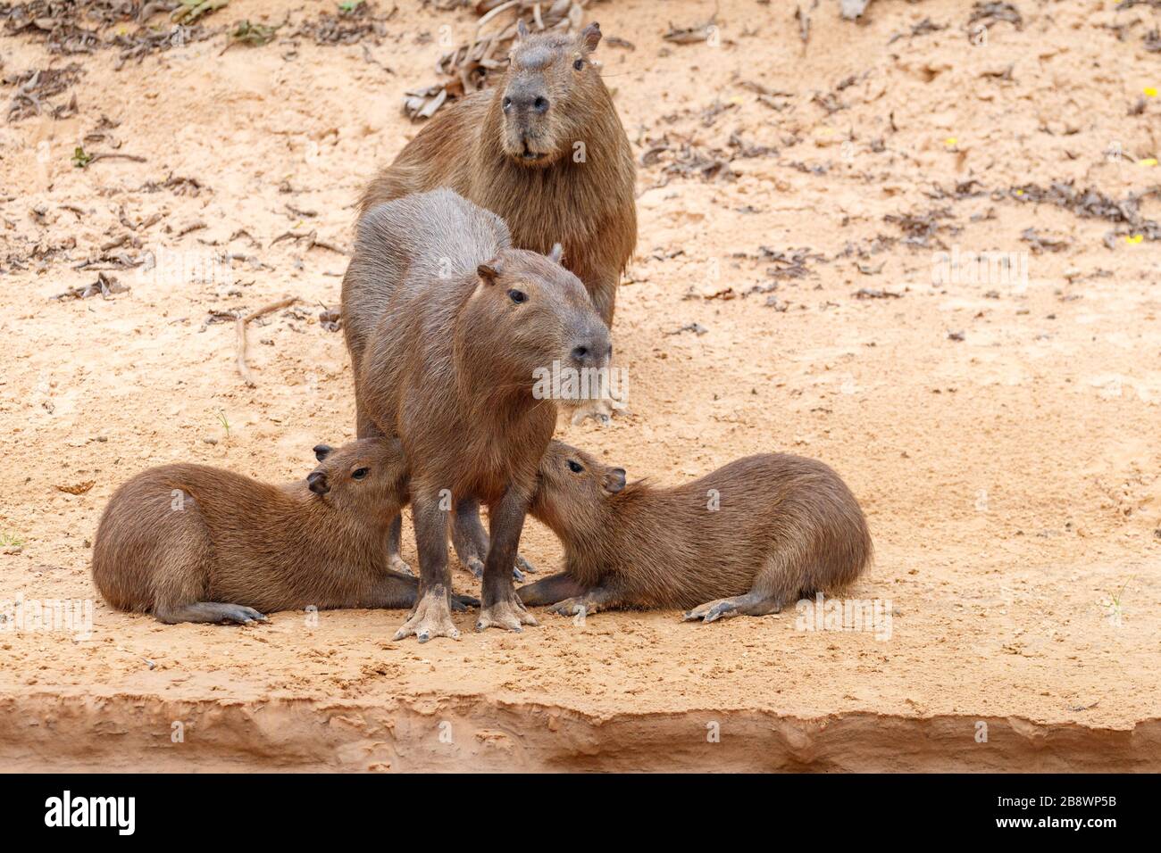 Capybara family with mother nursing two babies at Pantanal, Brazil ...
