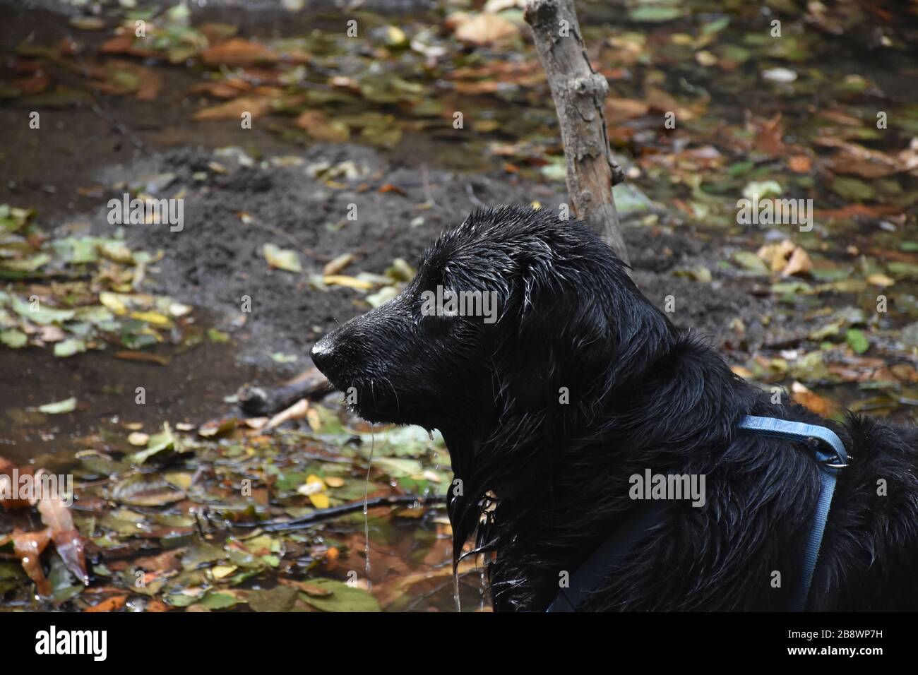 Drooling and dripping side profile of a flat-coated retriever dog Stock ...