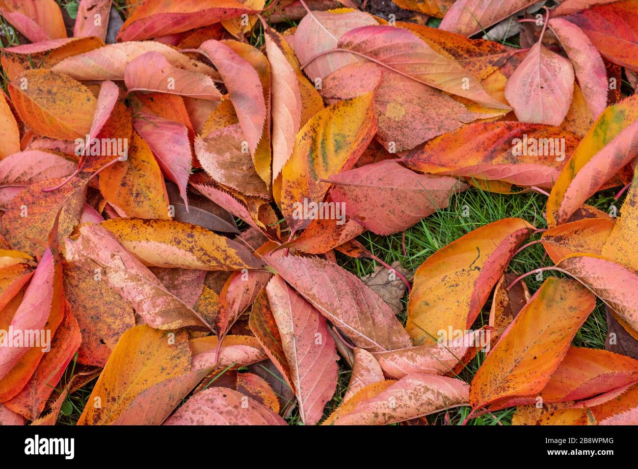 A leaf carpet in an English wood in the Fall Stock Photo - Alamy